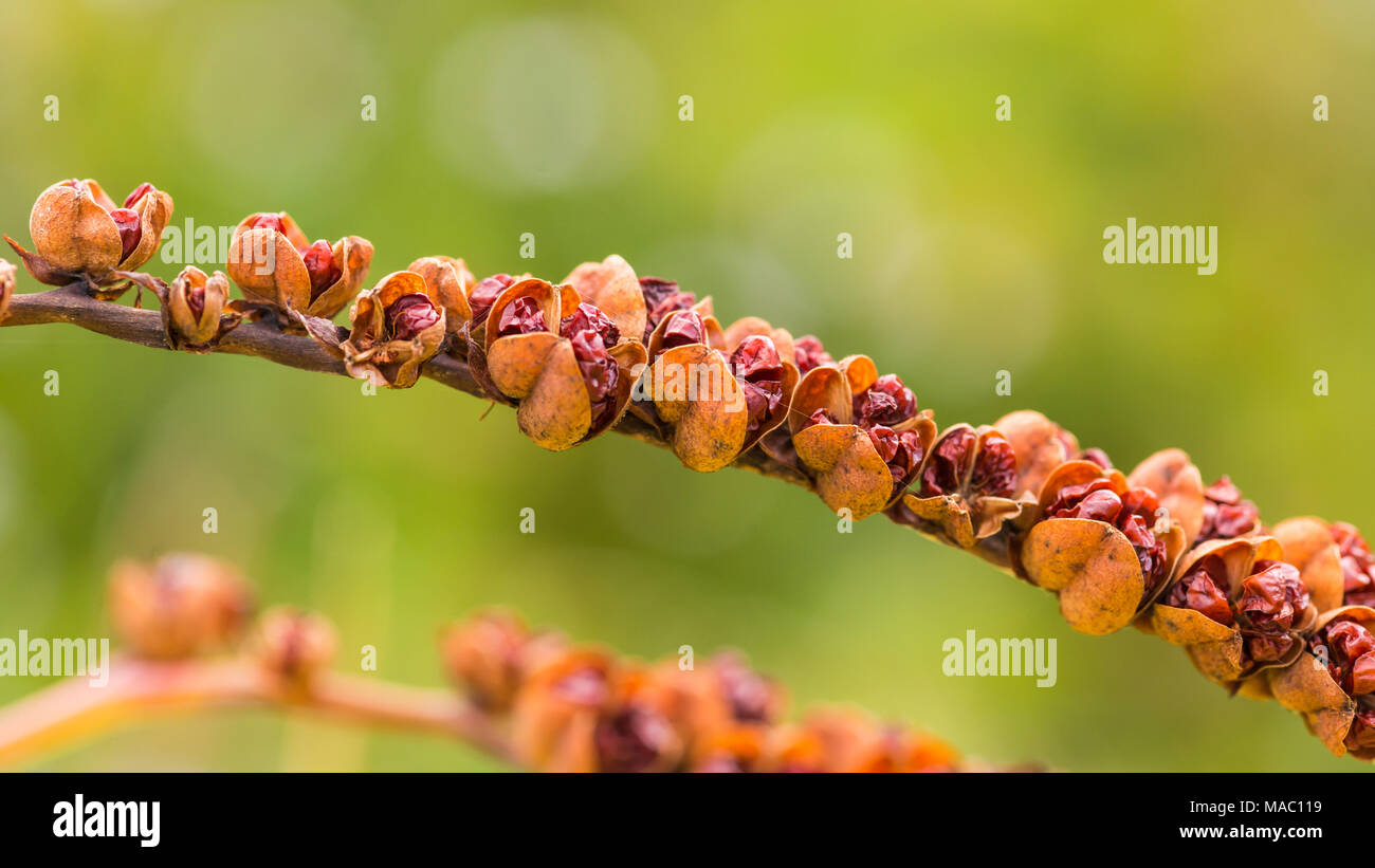 A macro shot of some crocosmia seed pods and seeds Stock Photo - Alamy