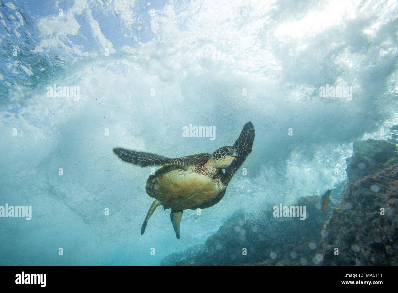 Underwater Sea Turtle Flying in Clear Blue Tropical Water, Hawaii Stock ...