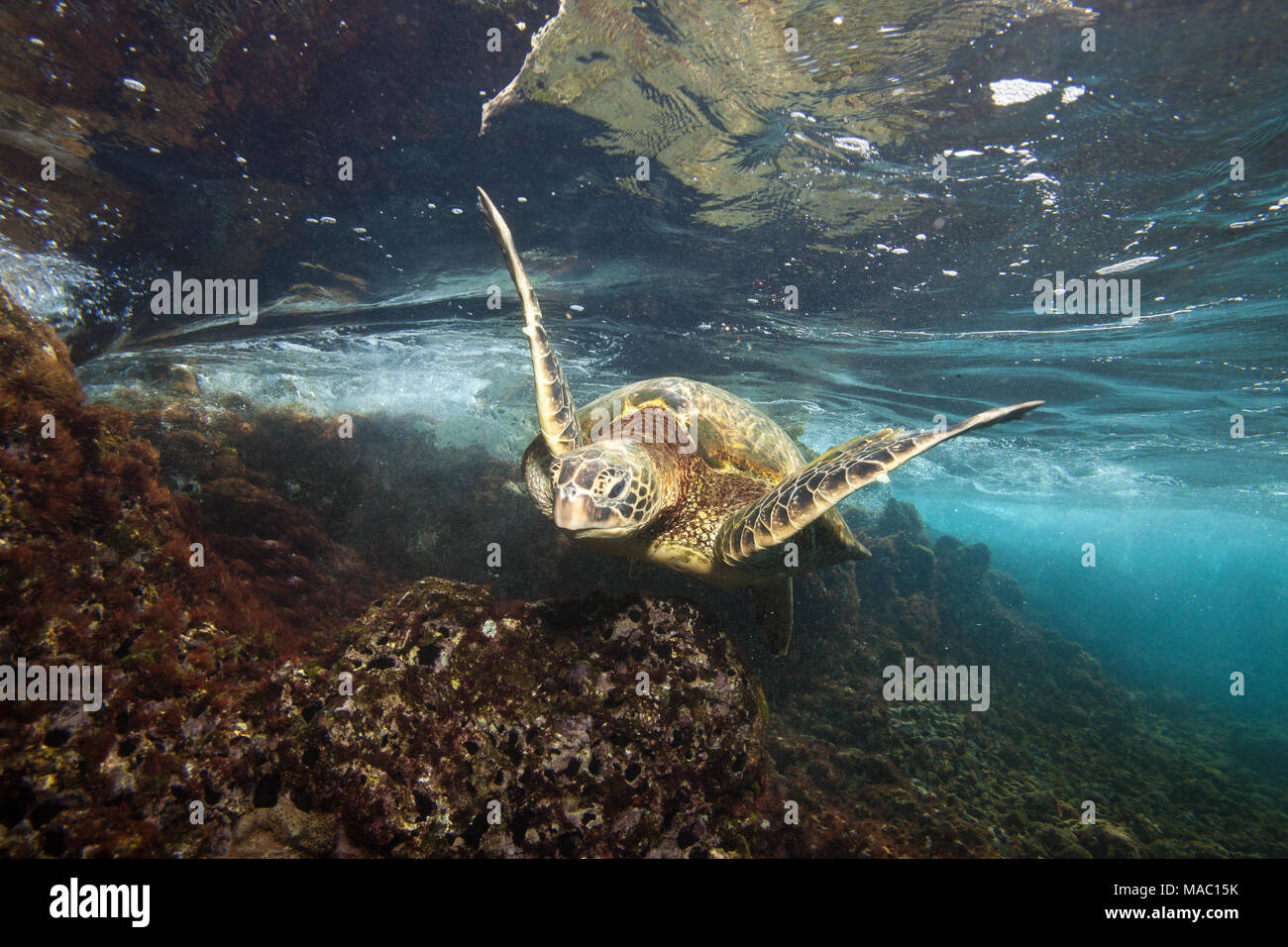 Underwater Sea Turtle Flying in Clear Blue Tropical Water, Hawaii Stock ...