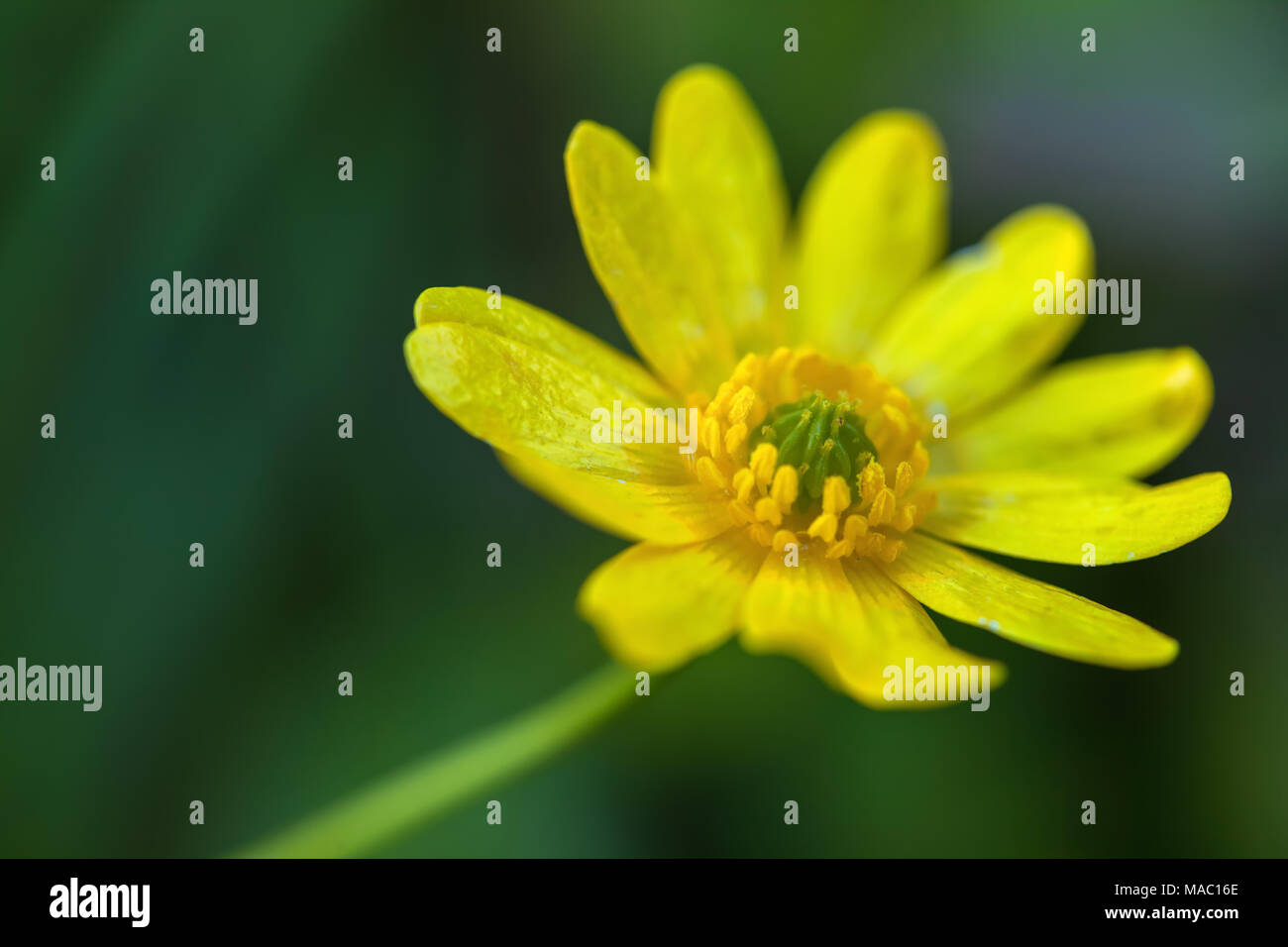 California buttercup (Ranunculus californicus) flower blooms in Point ...
