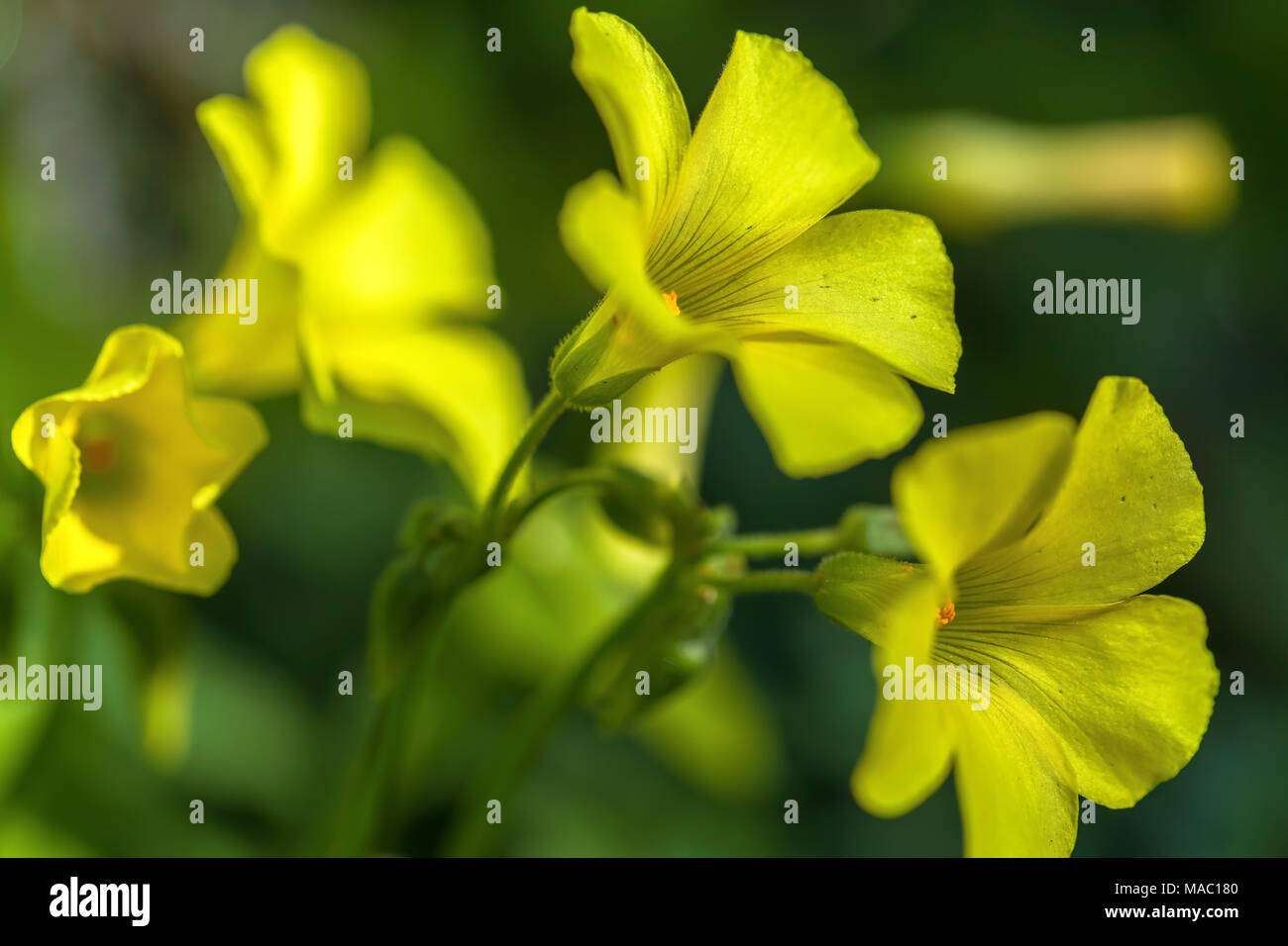 Bermuda buttercup flowers (Oxalis pes-caprae) bloom in early spring in ...