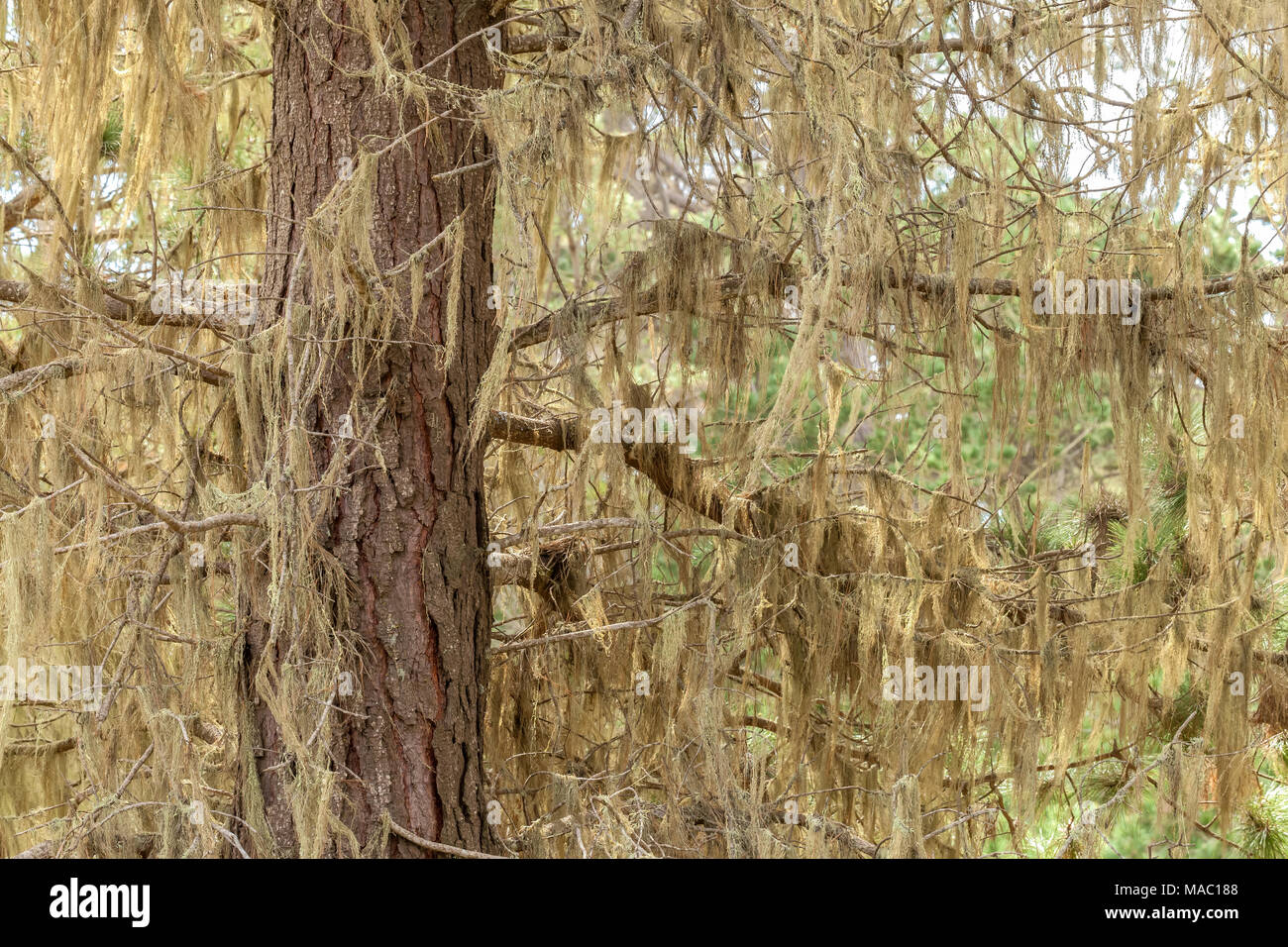Pine tree covers with the Old Man's Beard lichen (Dolichousnea ...