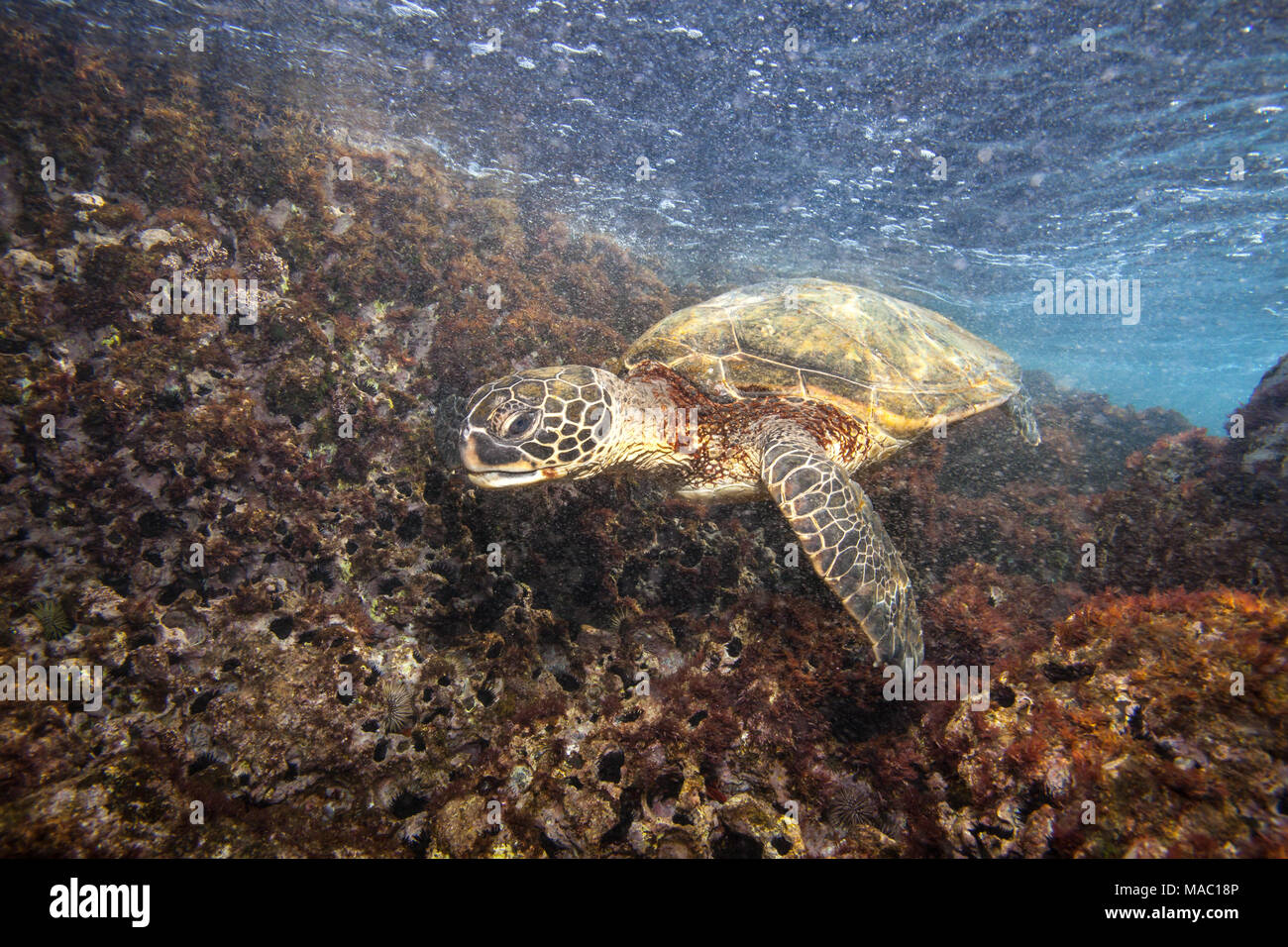 Underwater Sea Turtle Flying in Clear Blue Tropical Water, Hawaii Stock ...