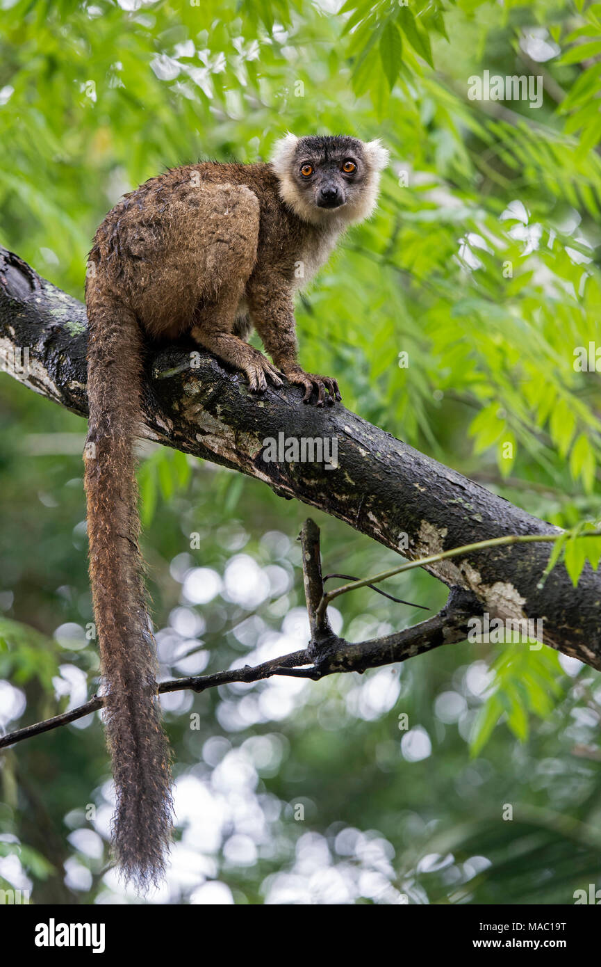 Eulemur hybrid (Lemuridae family), endemic to Madagascar, Ankanin Ny ...