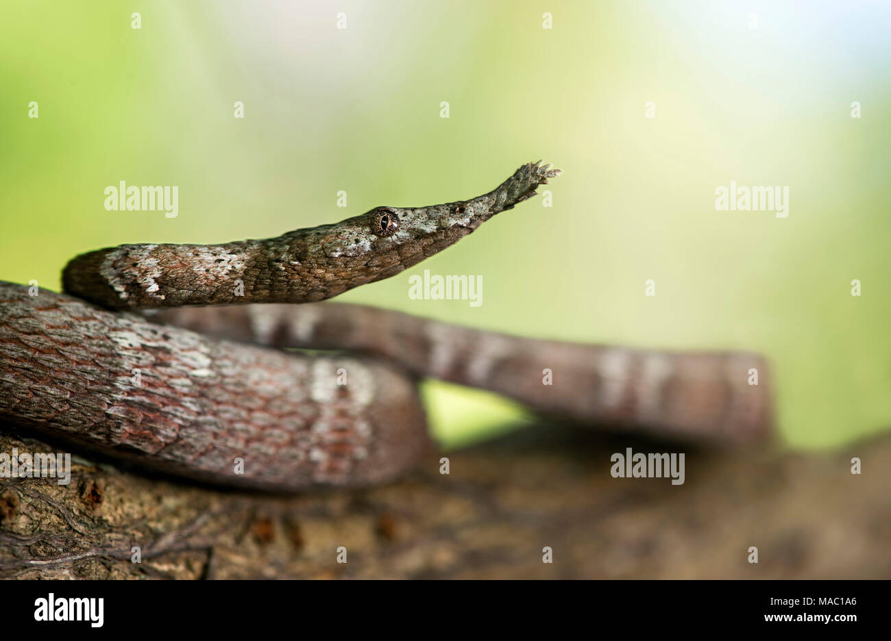 Madagascar leaf nosed snake hi-res stock photography and images - Alamy