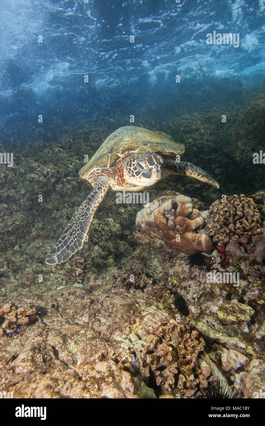 Underwater Sea Turtle Flying in Clear Blue Tropical Water, Hawaii Stock ...
