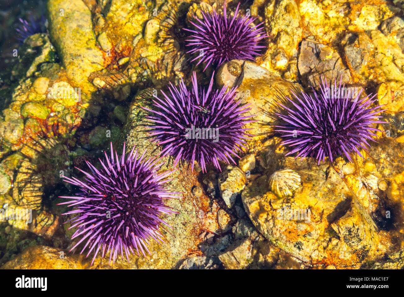 purple sea urchins (Strongylocentrotus purpuratus) at low tide in Point ...