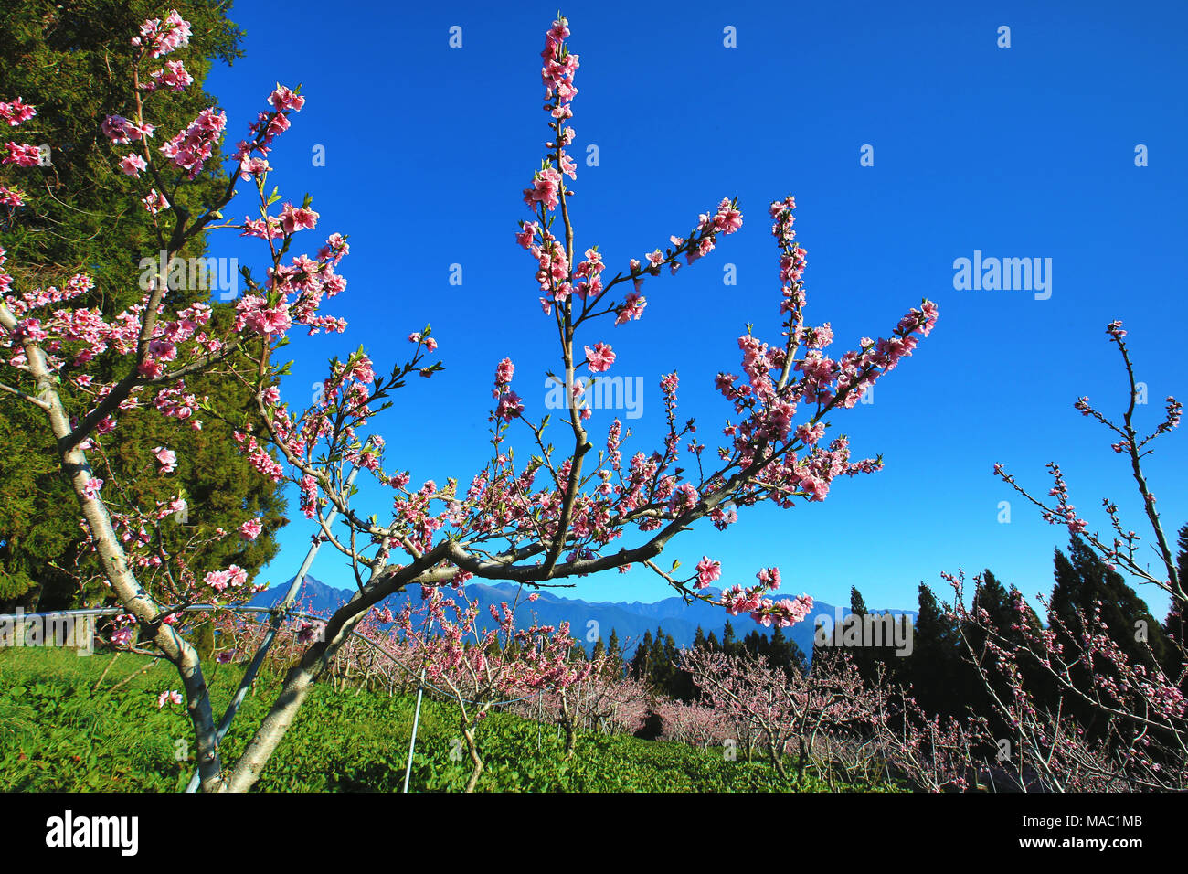 Pink peach flowers,beautiful scenery of pink with red peach trees ...