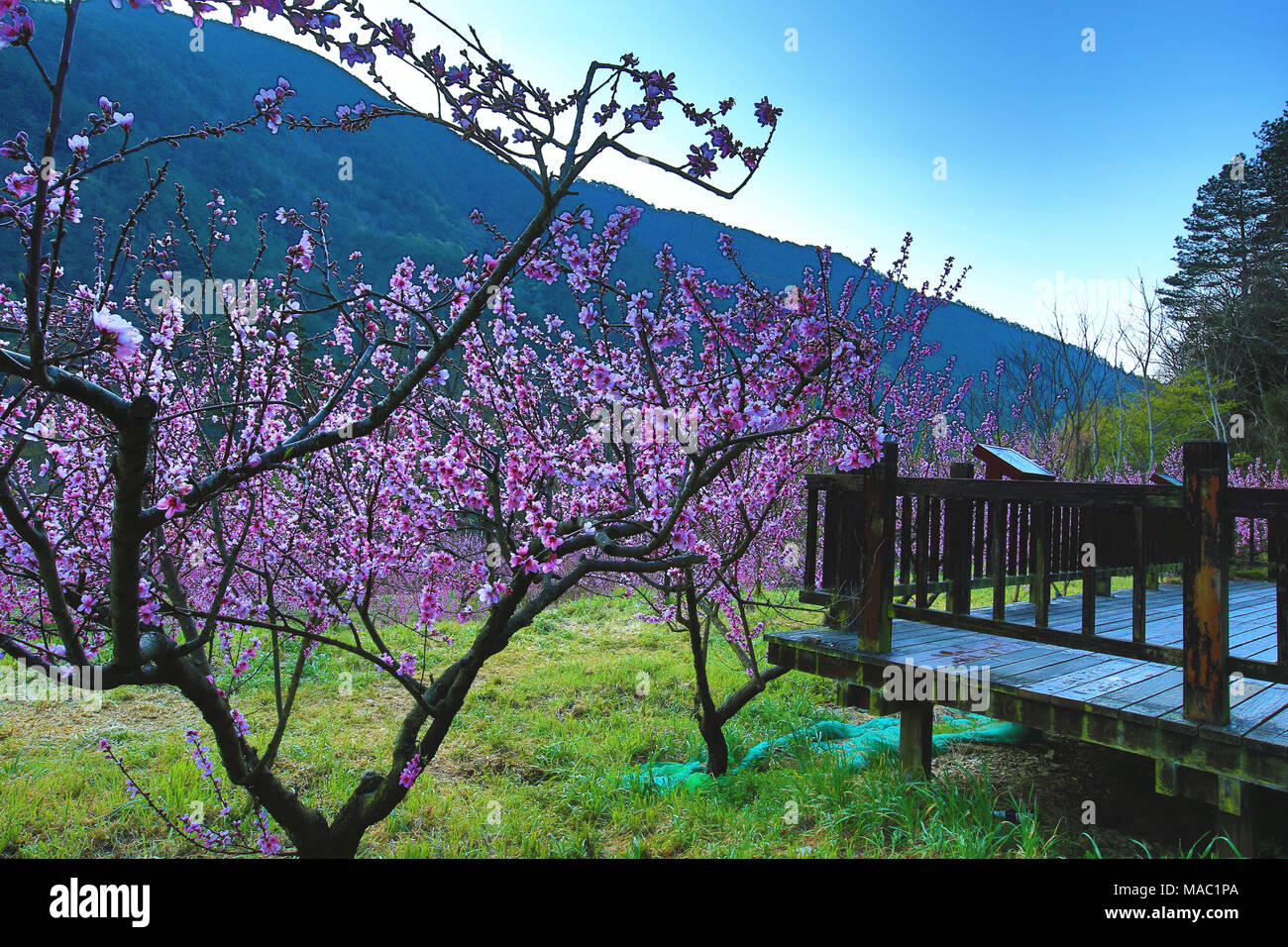 Beautiful scenery of pink peach trees,pink peach trees growing among ...