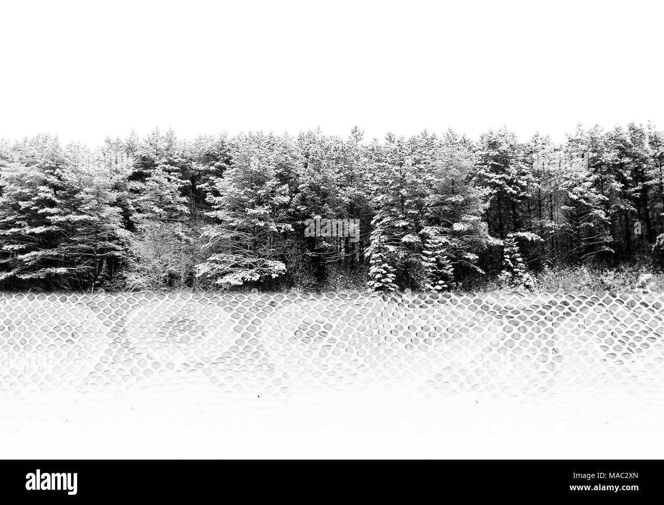 combination of two photos: winter forest and snake skin of the royal ...
