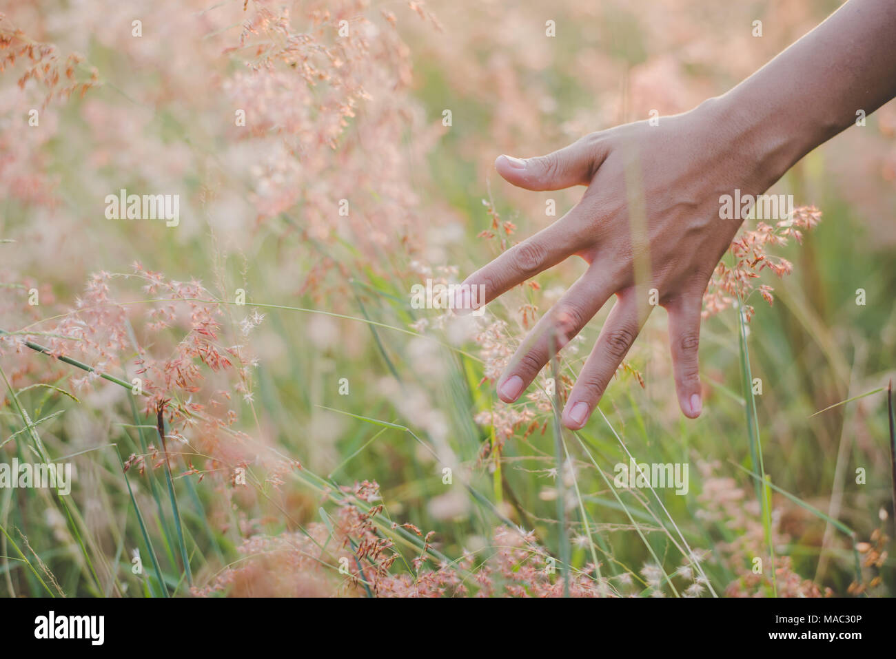 Woman's hand touch the grass in field at sunset . Rural and natural ...