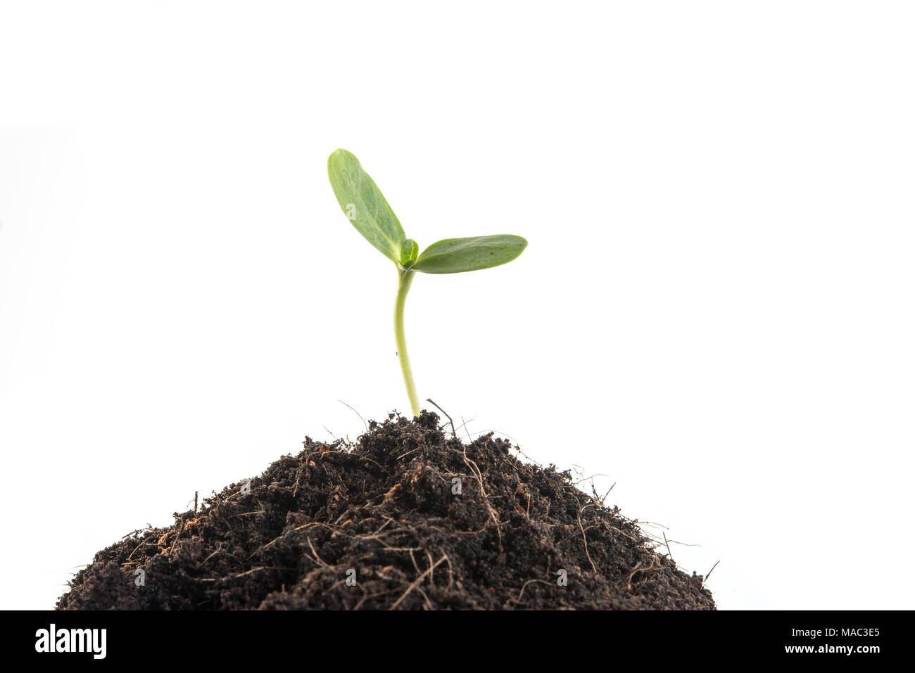 Green sprout growing Stock Photo - Alamy