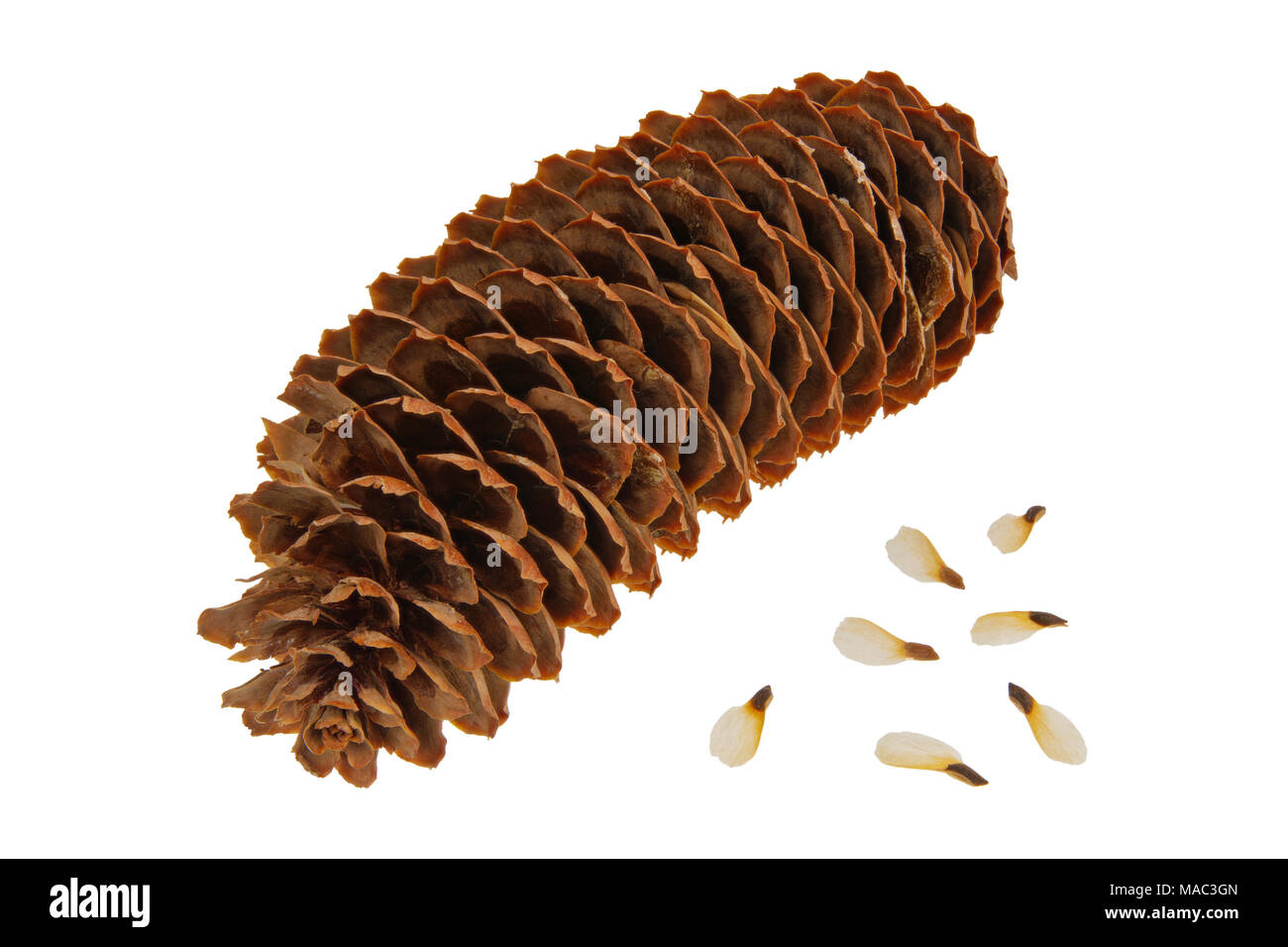 Spruce cone with seeds isolated on a white background Stock Photo - Alamy