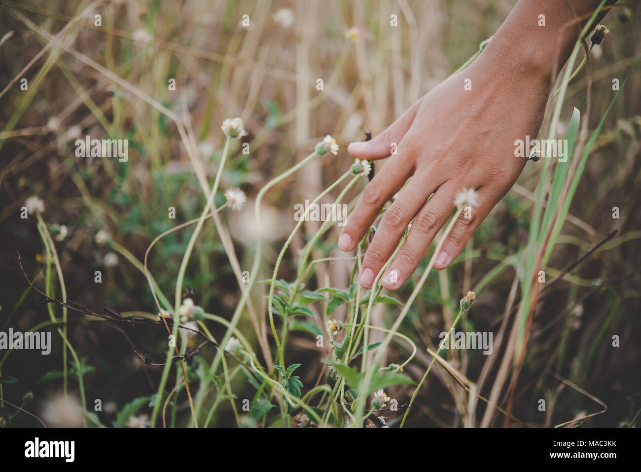 Womans hands touching grass hi-res stock photography and images - Alamy