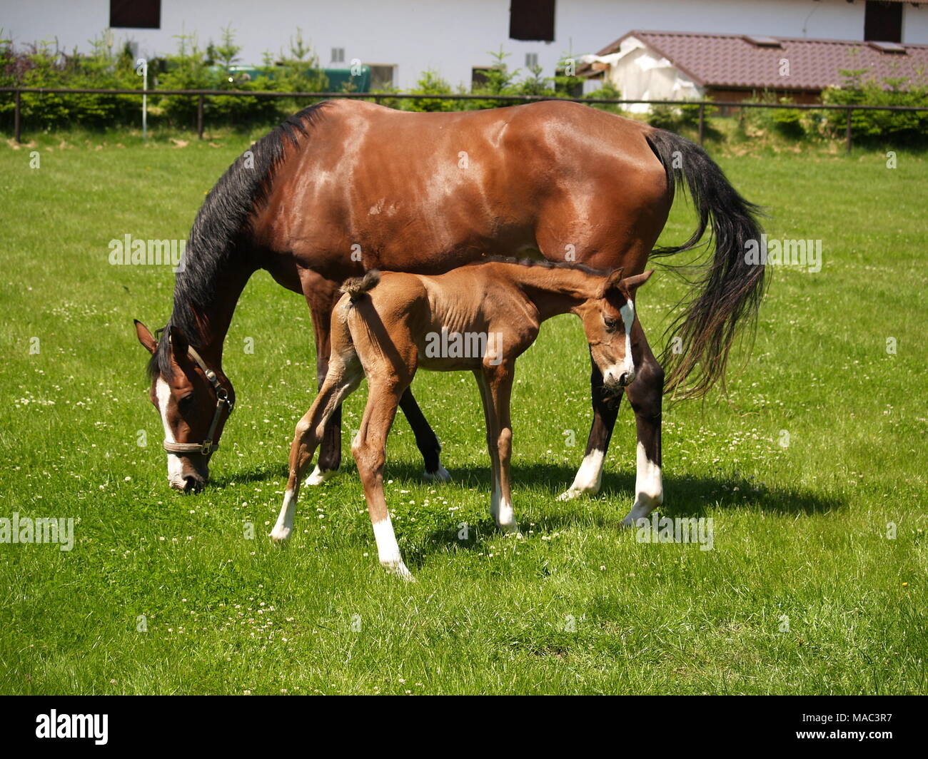 Mare with young hi-res stock photography and images - Alamy