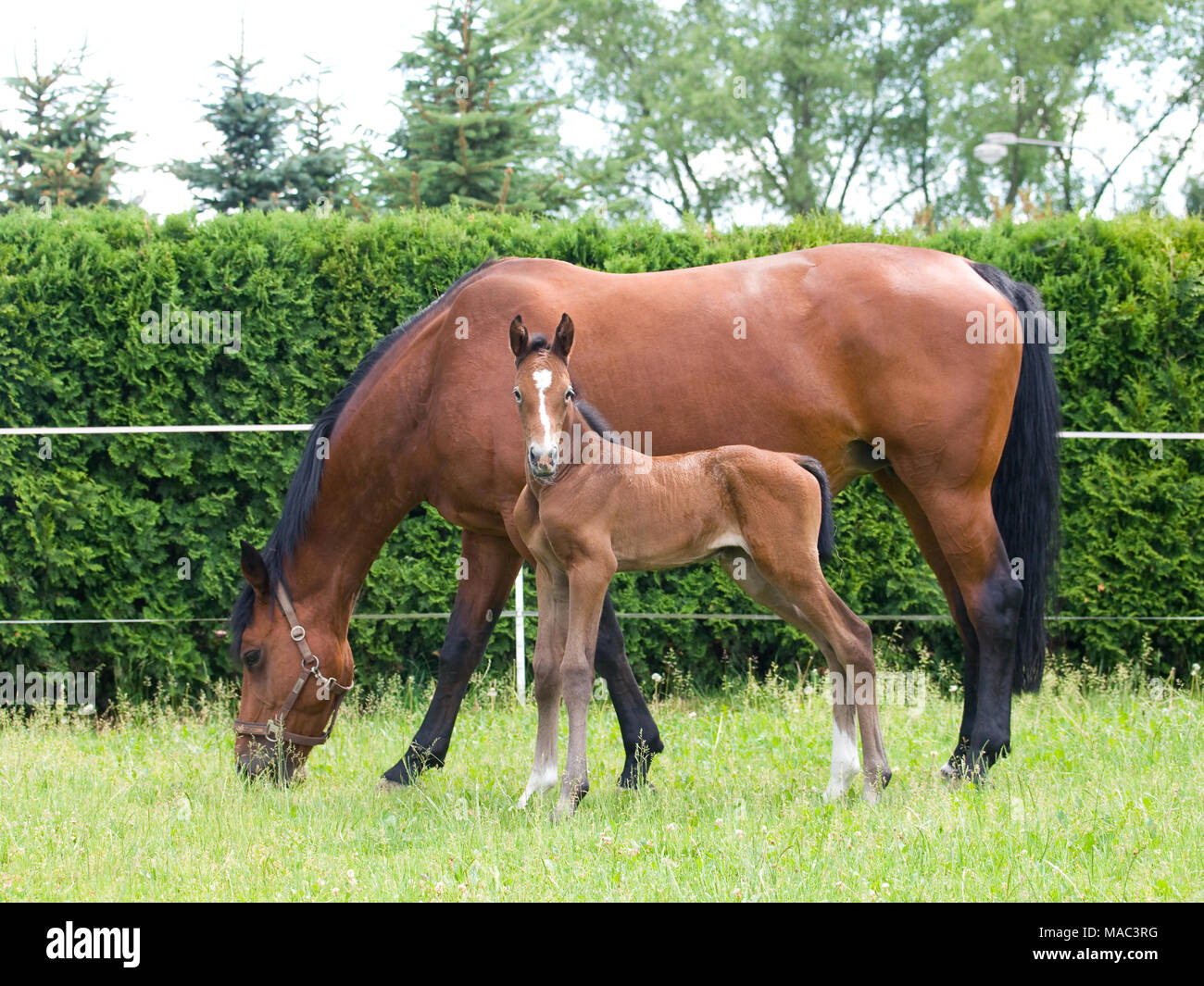 One day old newborn foal with mare on pasture Stock Photo - Alamy
