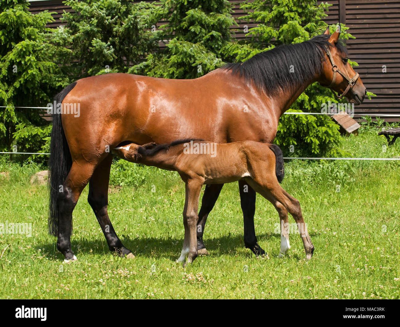 Horse sucking hi-res stock photography and images - Alamy