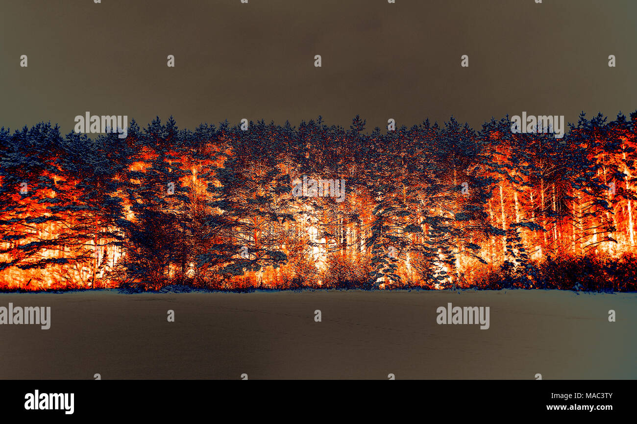 winter coniferous forest, computer processing, inversion. fire effect ...