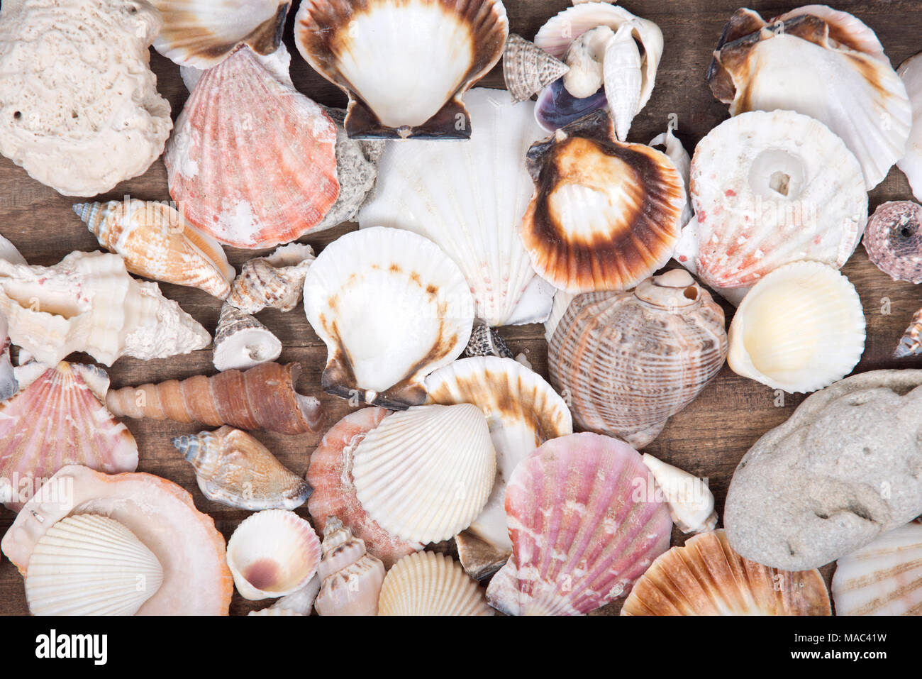 Variety of different sea shells presented on wooden vintage tray ...