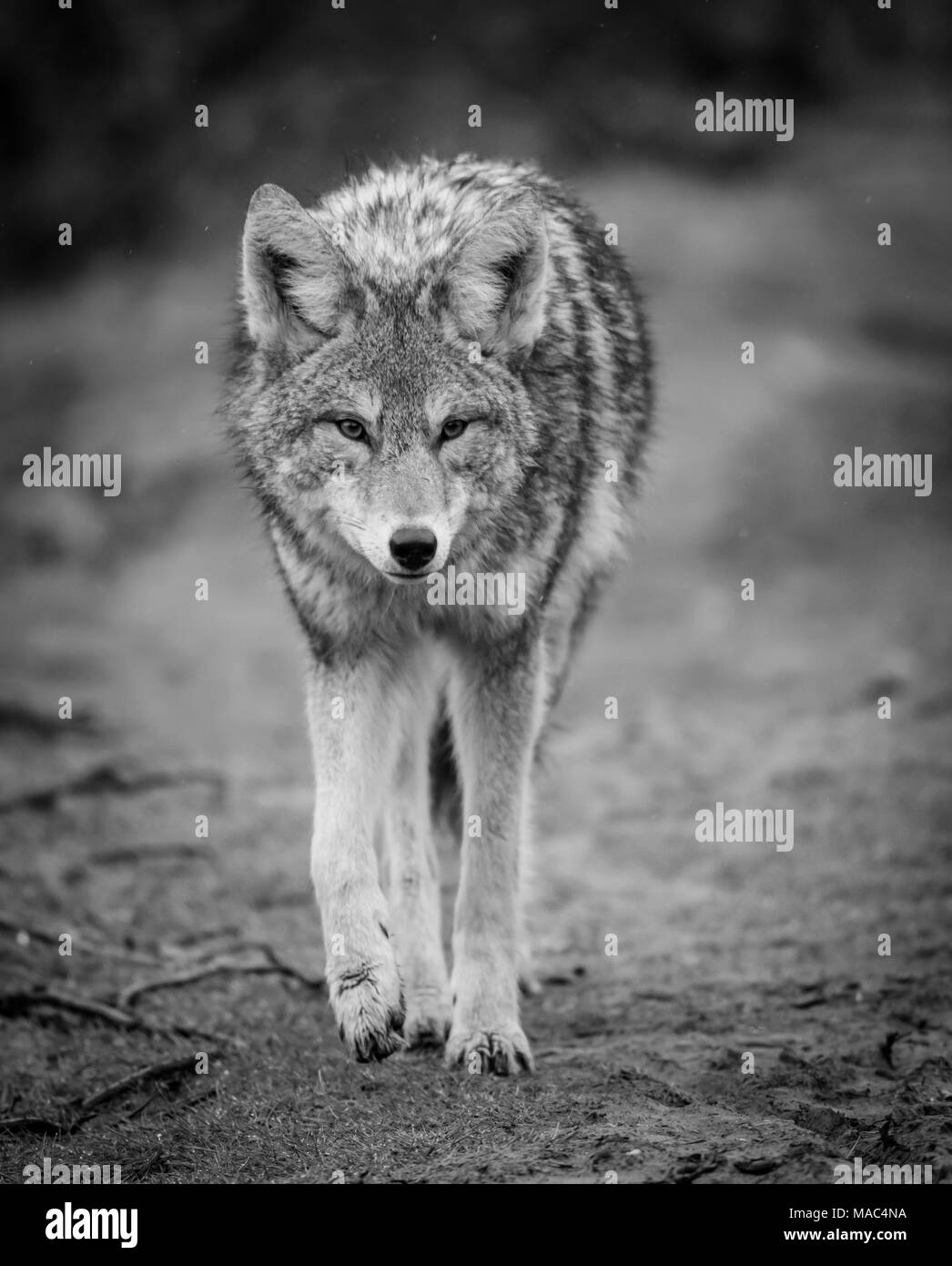 Cute Black And White Wolf Pups