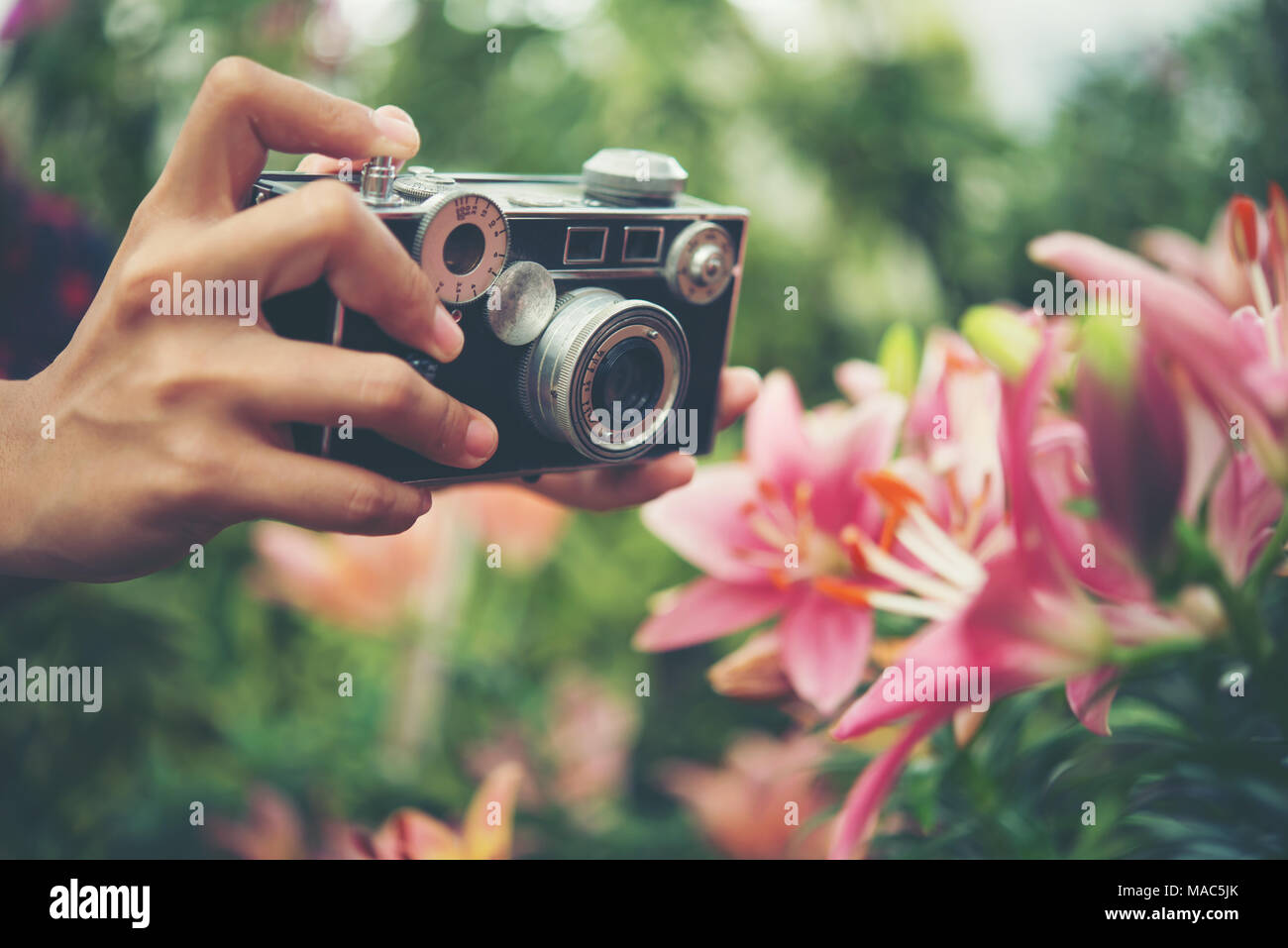 Close up woman's hand with vintage camera focus shooting flowers at ...