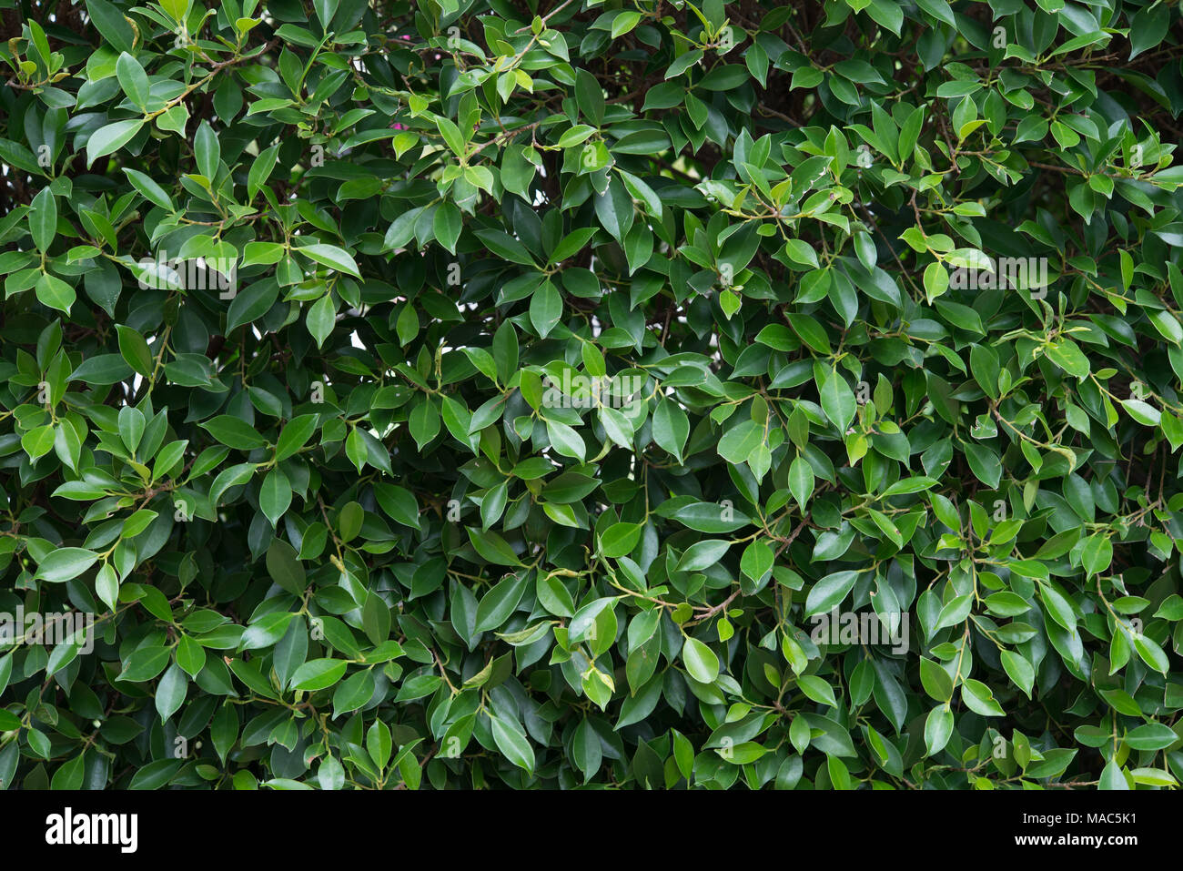 Green plant leaves foliage texture background Stock Photo - Alamy