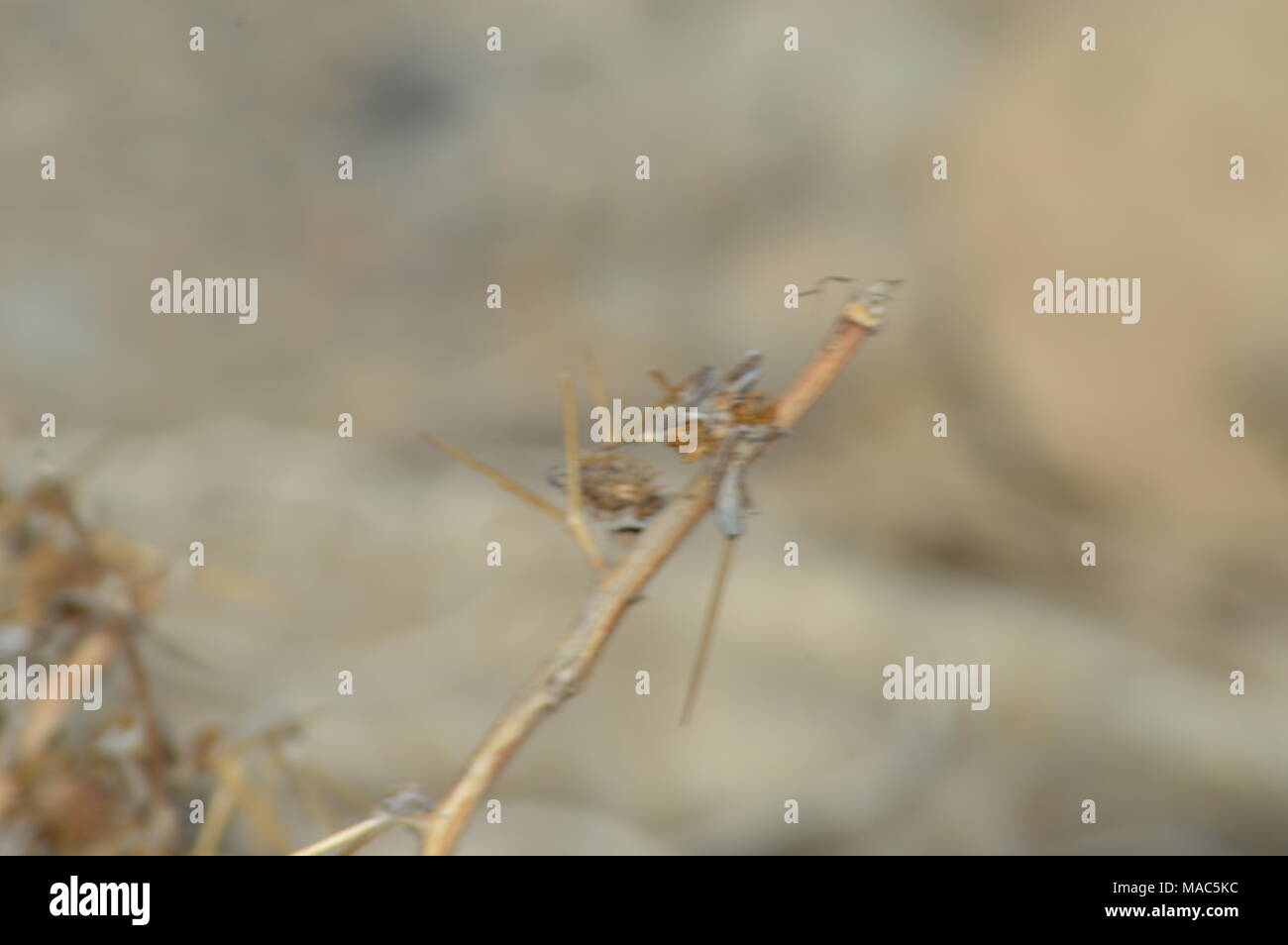 Random real Pictures Stock Photo - Alamy