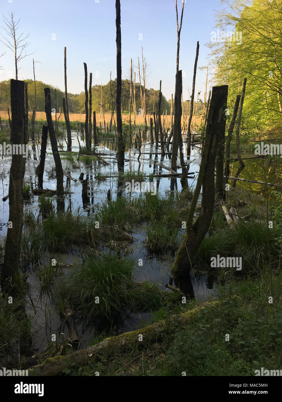 Moor and swamp in spring with flowering plants and trees Stock Photo ...