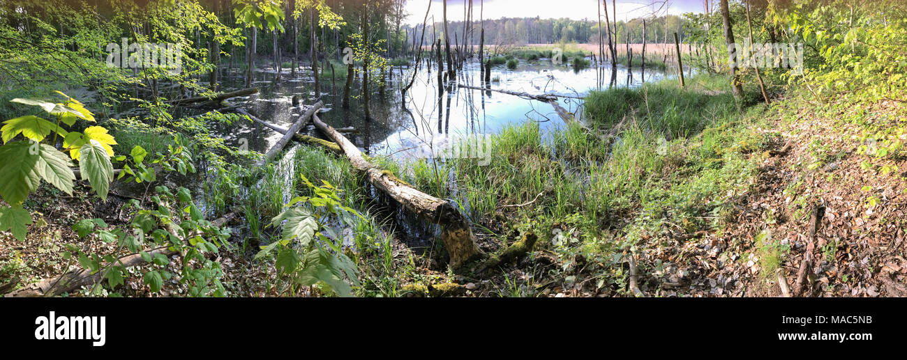 Moor and swamp in spring with flowering plants and trees Stock Photo ...