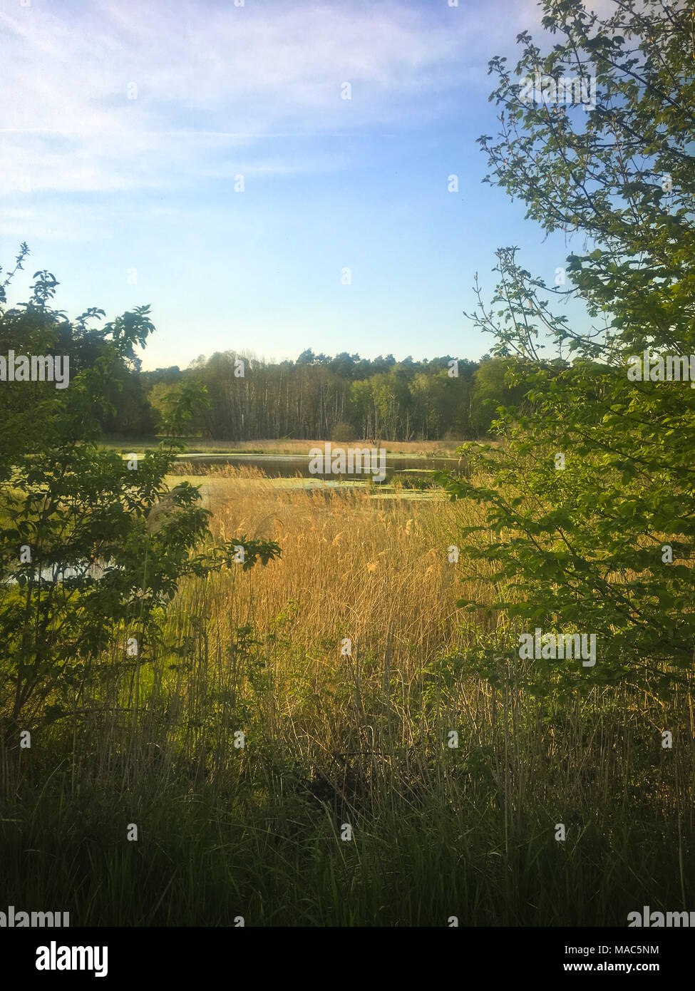 Moor and swamp in spring with flowering plants and trees Stock Photo ...