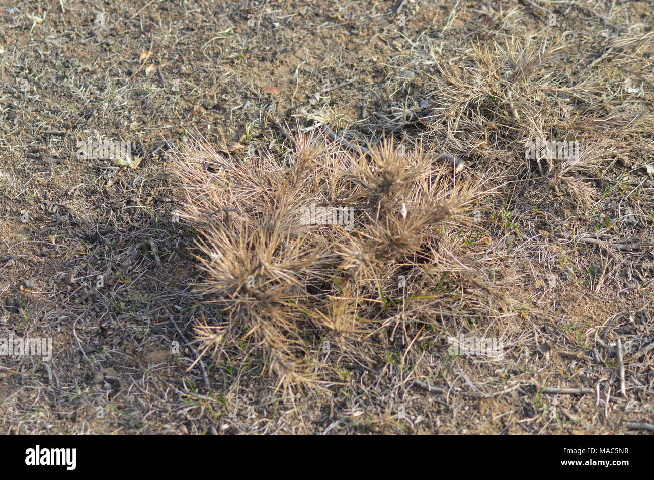 Random real Pictures Stock Photo - Alamy