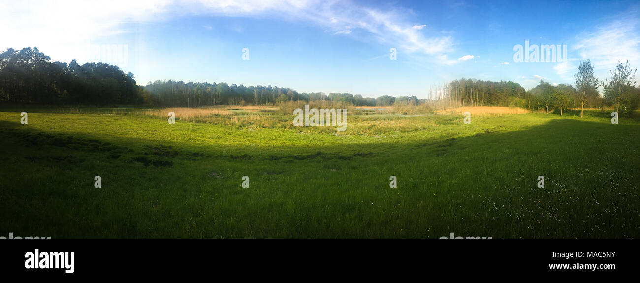 Moor and swamp in spring with flowering plants and trees Stock Photo ...