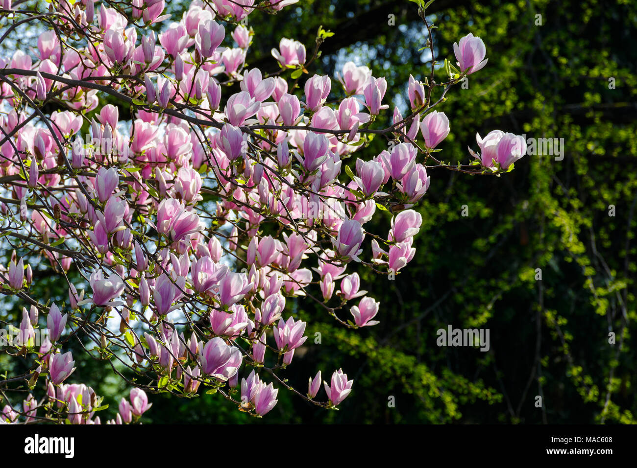 beautiful spring background. Magnolia flowers closeup on a branch ...