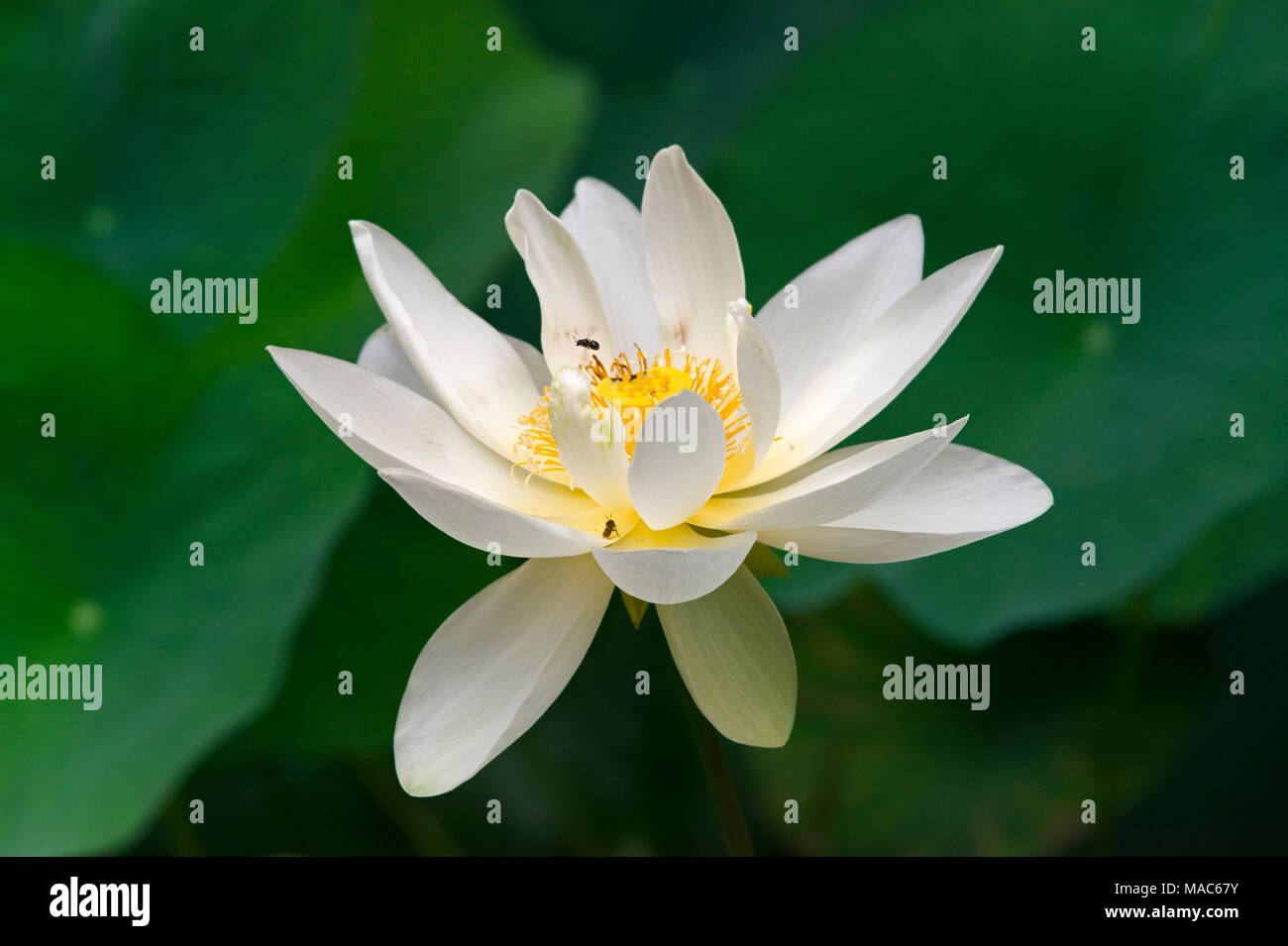 Chinese lotus flower hi-res stock photography and images - Alamy