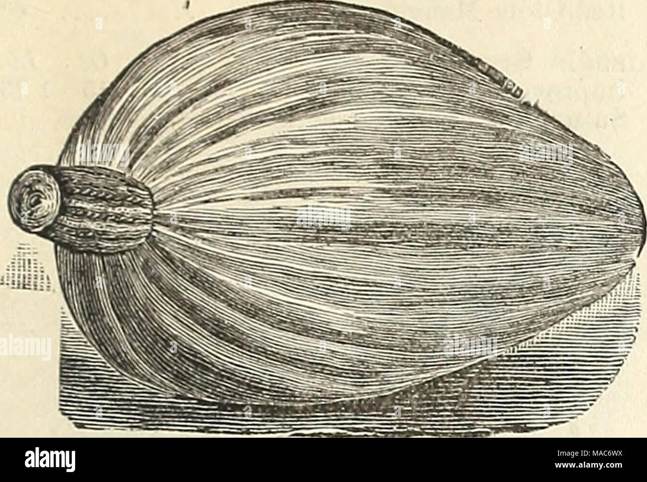 Sibley squash hi-res stock photography and images - Alamy