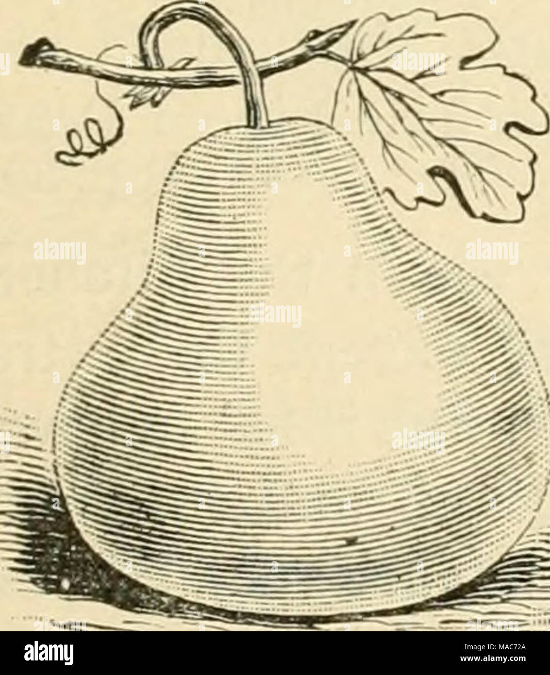 . Dreer's Open-air vegetables . PUMPKINS AND SQUASHES. It is almost as ...