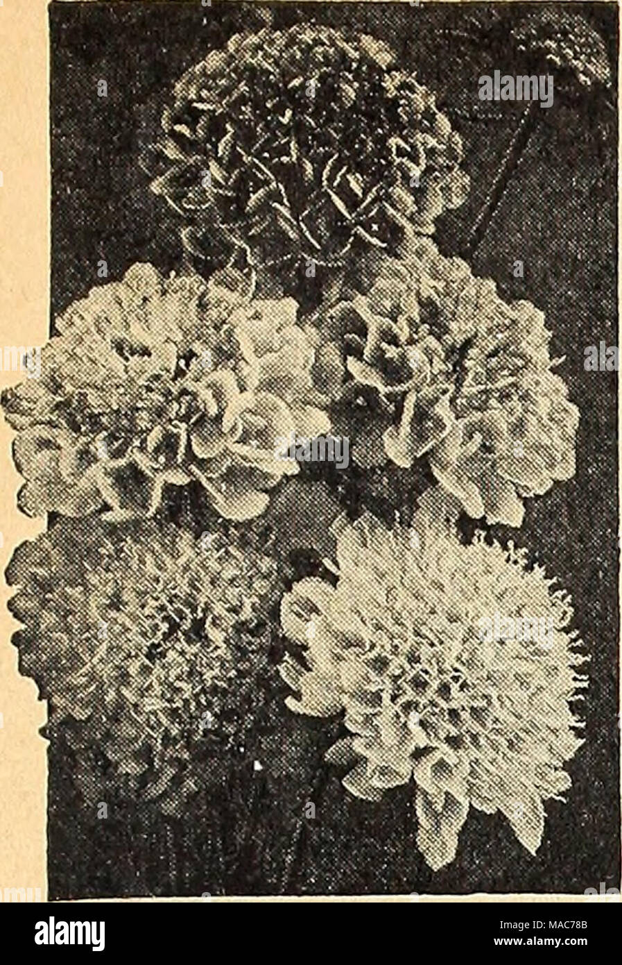 . Dreer's novelties and specialties 1943 for a more beautiful flower ...