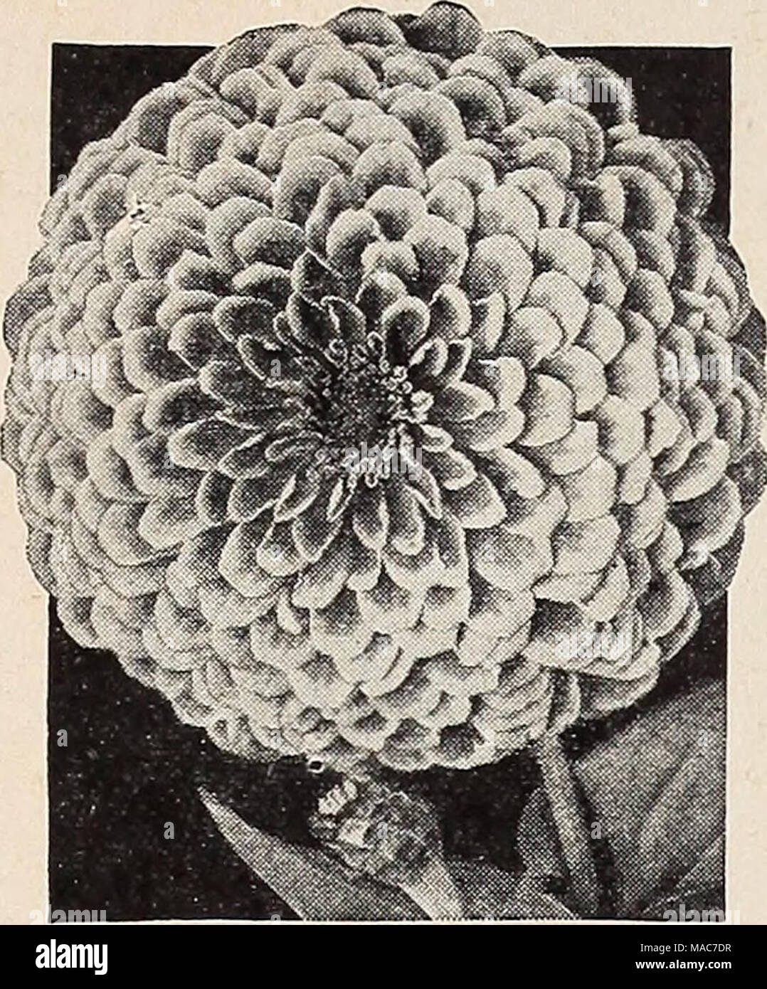 Buff peach hi-res stock photography and images - Alamy