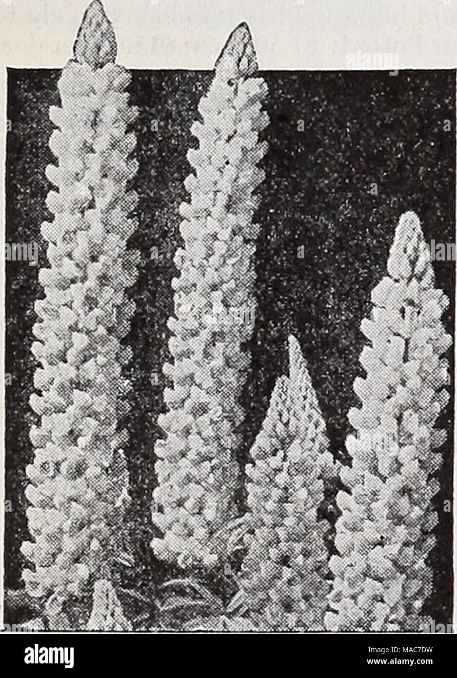 Lupinus russell hybrid hi-res stock photography and images - Alamy