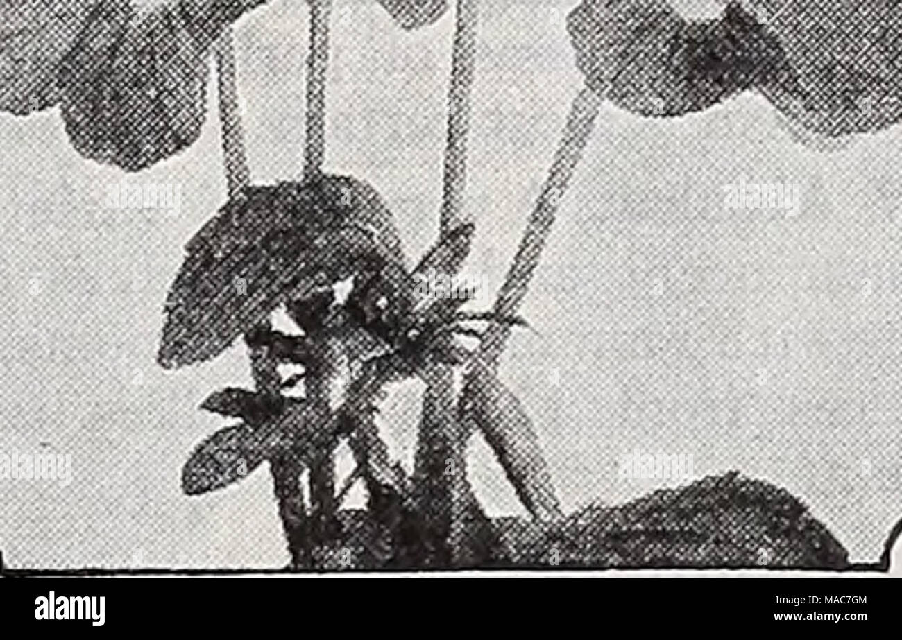 Dreer's novelties and specialties 1939 : 101 years of Dreer quality ...