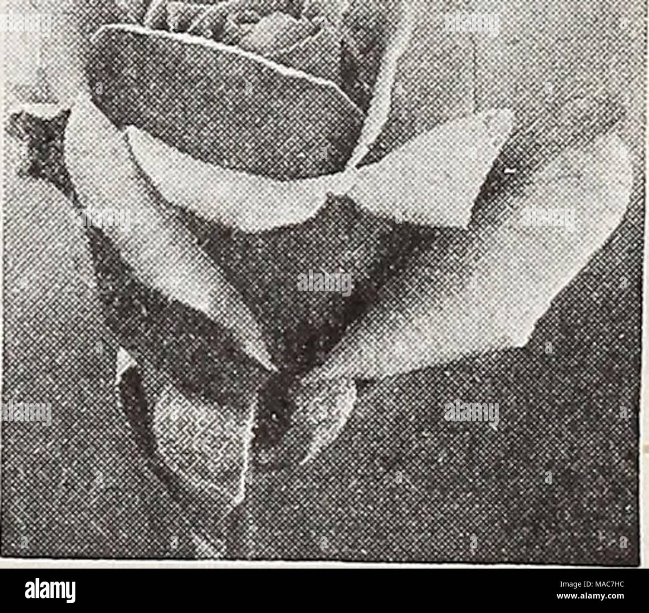 Sam mcgredy hi-res stock photography and images - Alamy