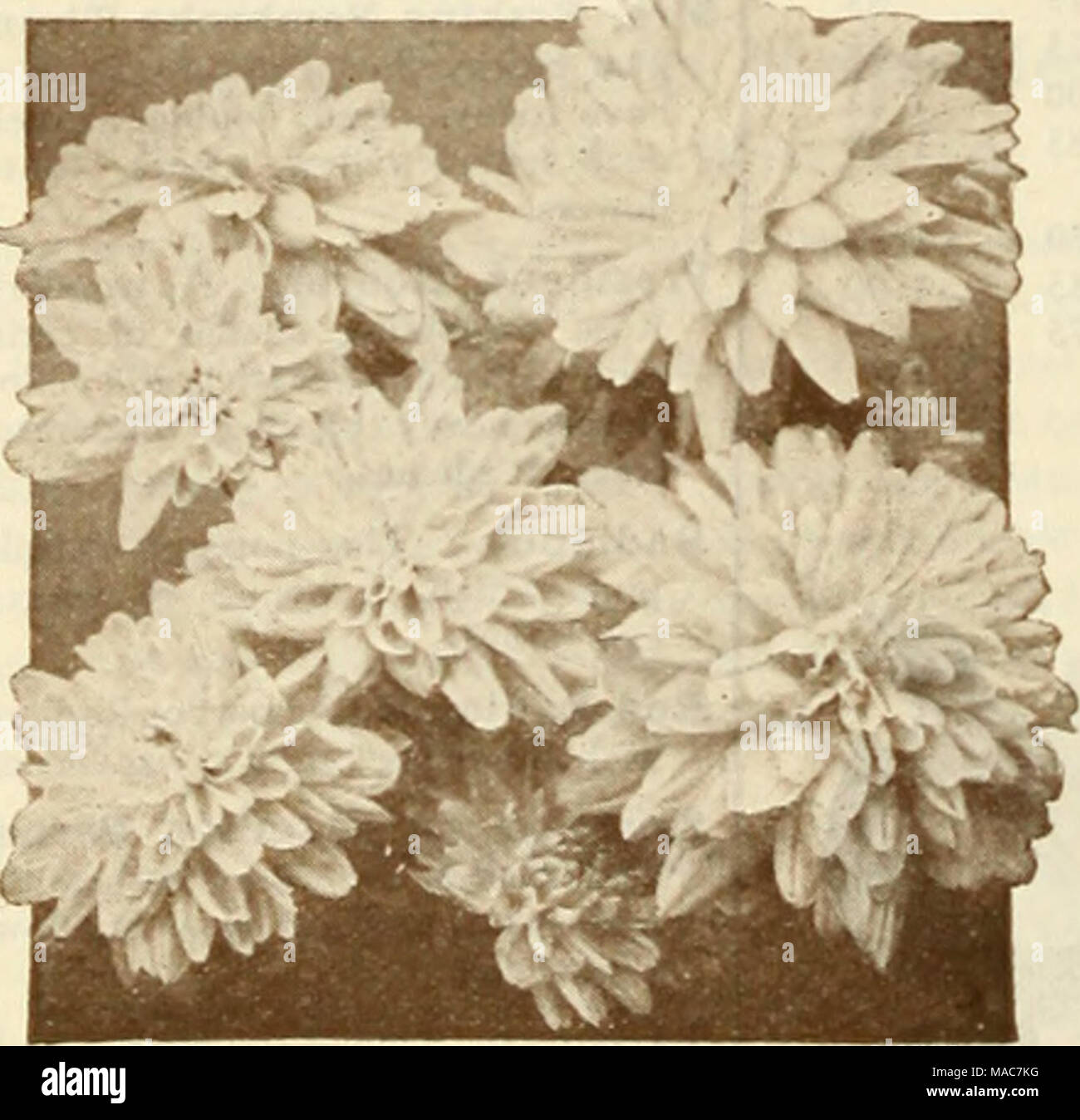 Rapture rose hi-res stock photography and images - Alamy