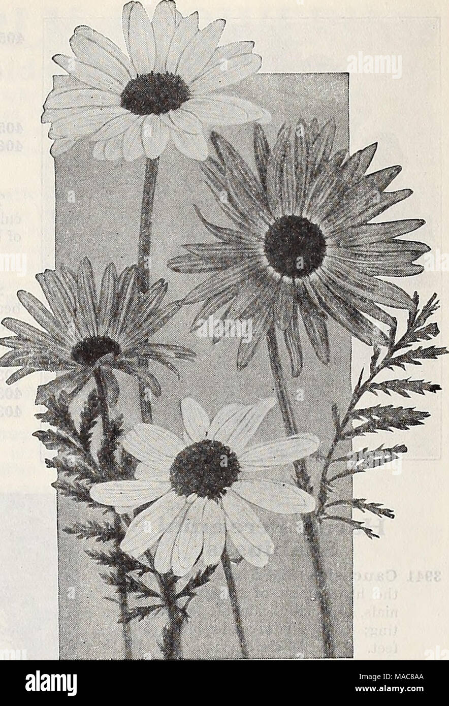 . Dreer's midsummer list 1932 . Pyrethrum Hybridum (Persian Daisy ...