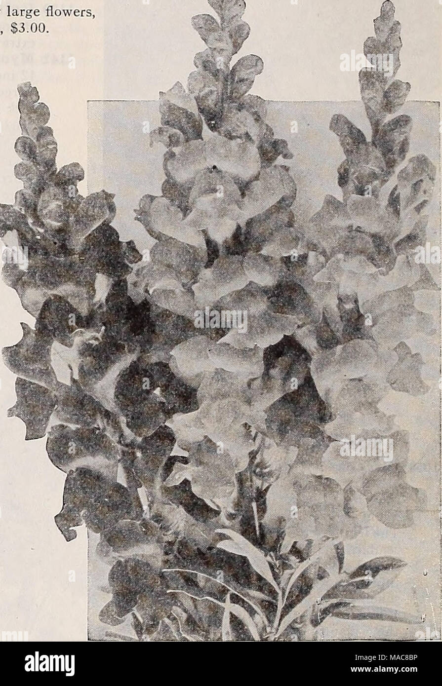 . Dreer's midsummer list 1932 . Dreer's Large Flowering Antirrhinums ...