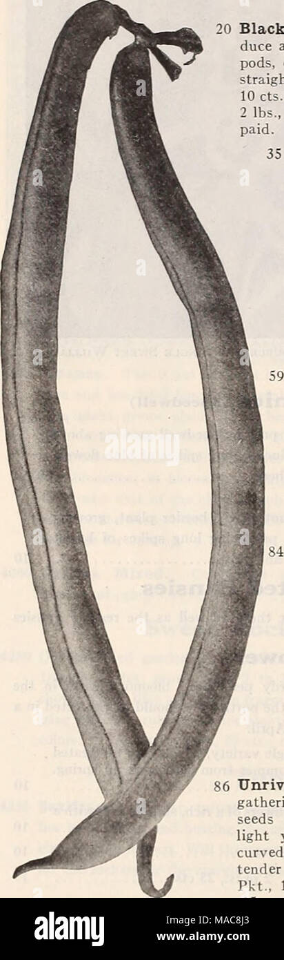 . Dreer's midsummer list 1929 . M.MMOTH StRIXGLESS GrEEN Pod Be..s-s ...