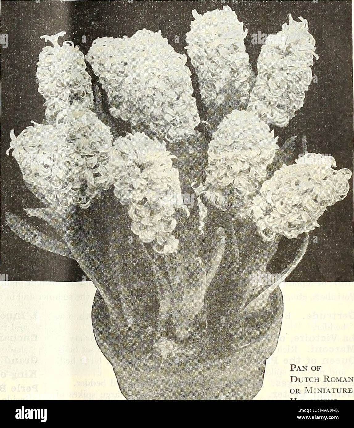 . Dreer's mid-summer list 1928 . Pan of Dutch Roman OR Miniature ...