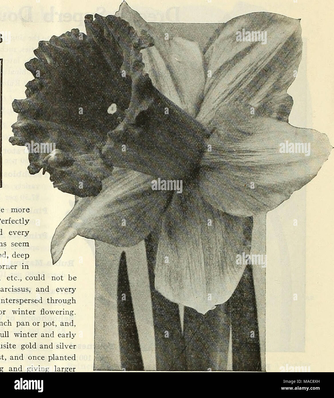 . Dreer's midsummer list 1927 . Giant Trumpet Narcissus Olympia Stock ...