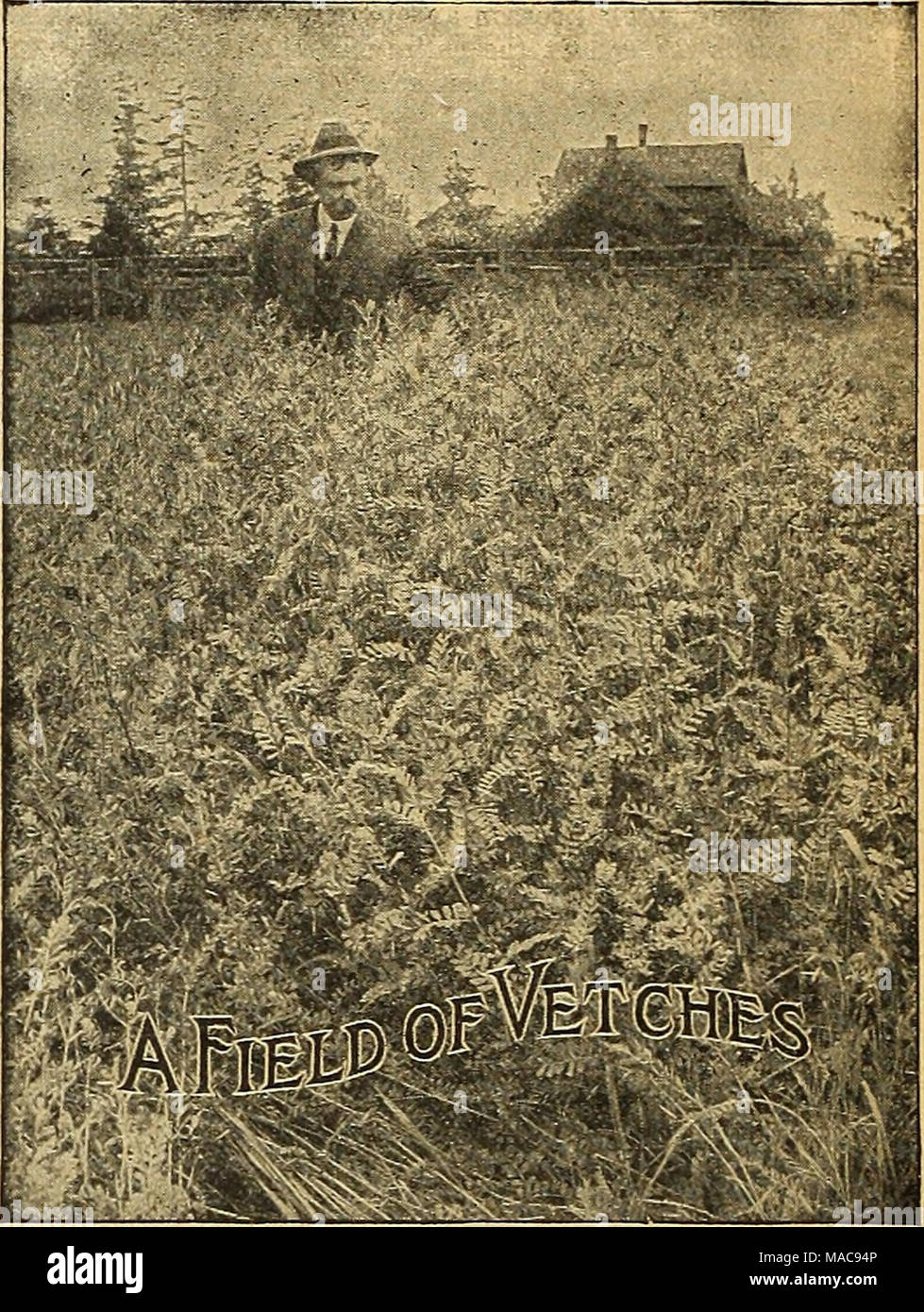 Green manure crop winter tares hi-res stock photography and images - Alamy