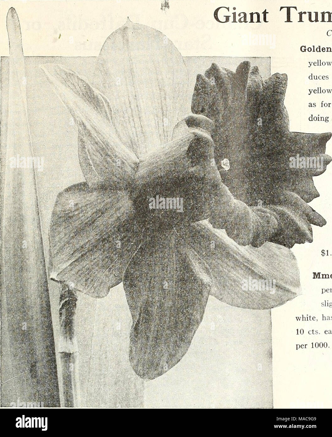 Tall trumpets hi-res stock photography and images - Alamy