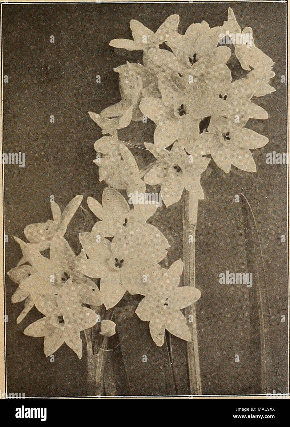 La tulipe noire hi-res stock photography and images - Alamy